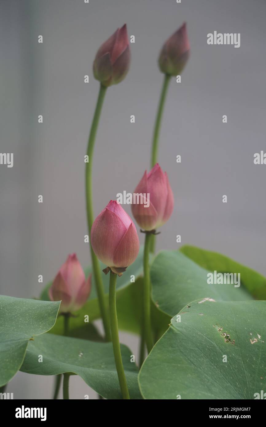 A close-up of a vibrant pink Nut-bearing lotus (Nelumbo nucifera ...
