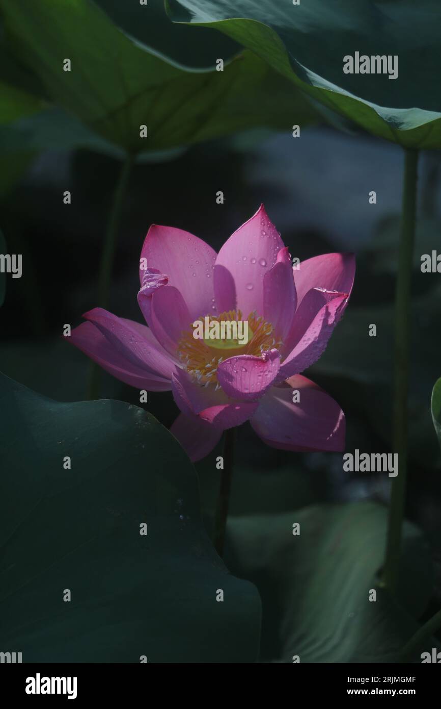 A close-up of a vibrant pink Nut-bearing lotus (Nelumbo nucifera ...