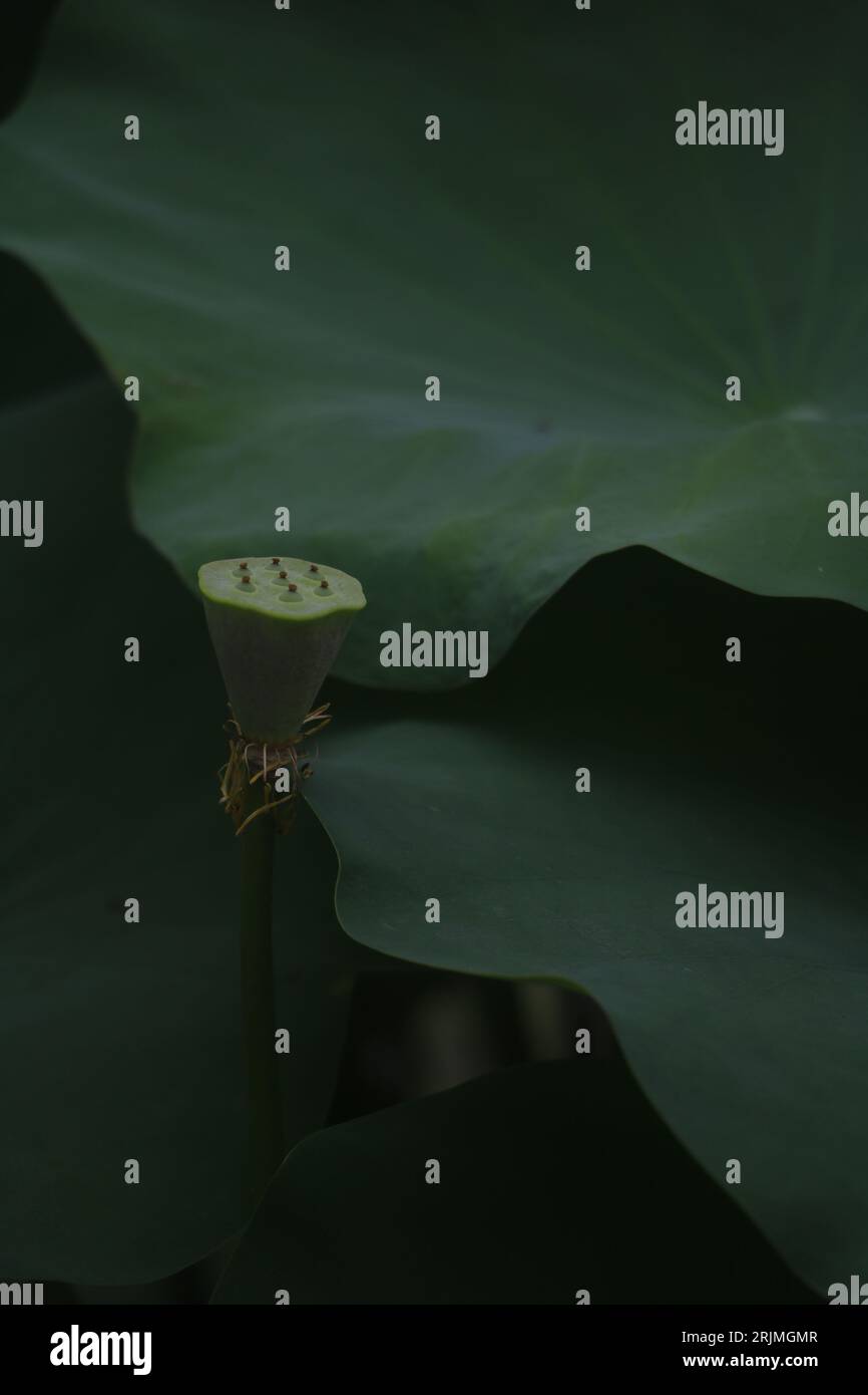 A close-up of a vibrant Nut-bearing lotus (Nelumbo nucifera) flower ...