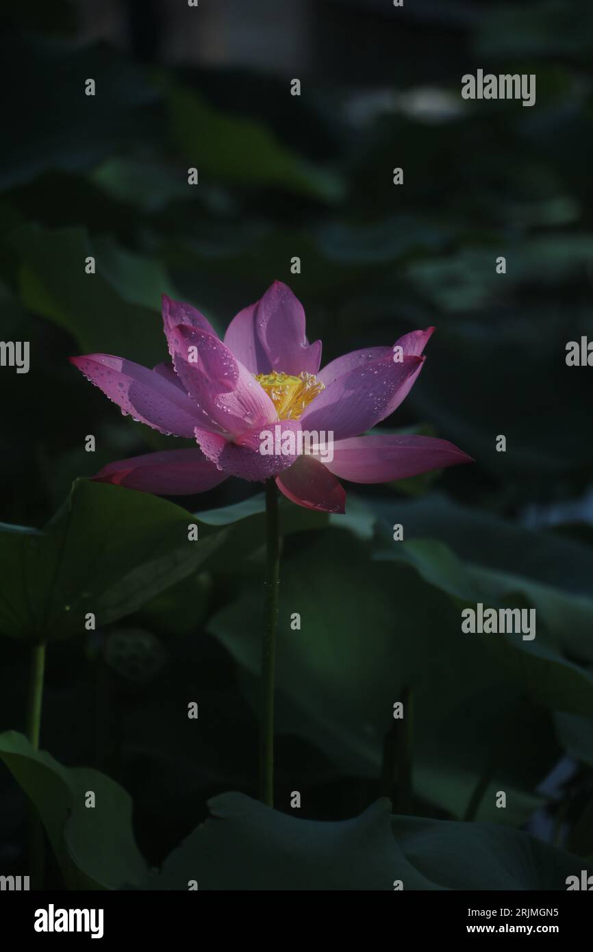 A close-up of a vibrant pink Nut-bearing lotus (Nelumbo nucifera ...