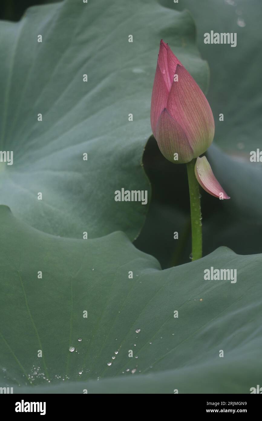 A close-up of a vibrant pink Nut-bearing lotus (Nelumbo nucifera ...