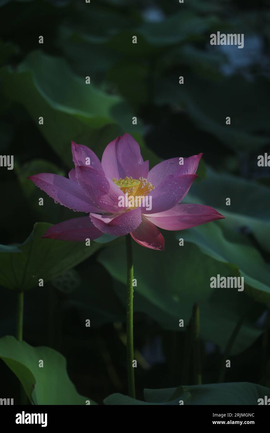 A close-up of a vibrant pink Nut-bearing lotus (Nelumbo nucifera ...