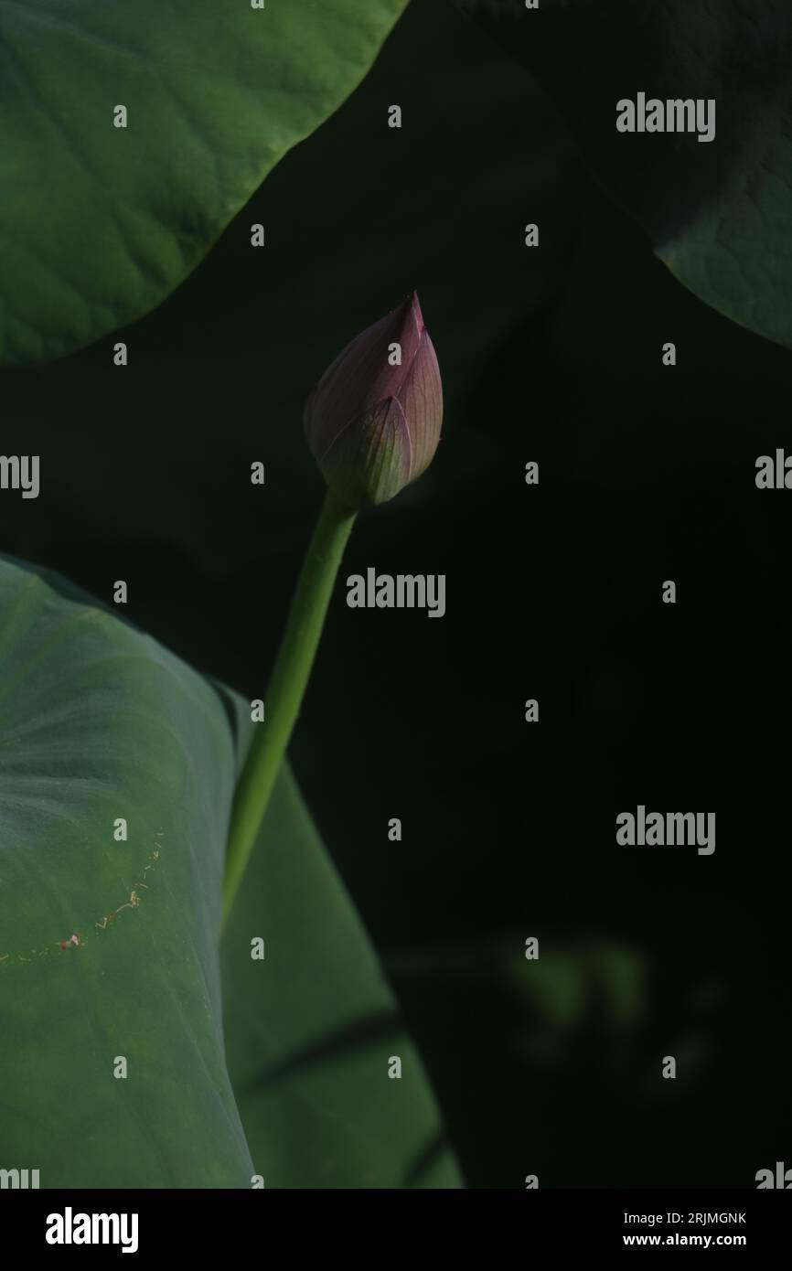 A close-up of a vibrant pink Nut-bearing lotus (Nelumbo nucifera ...