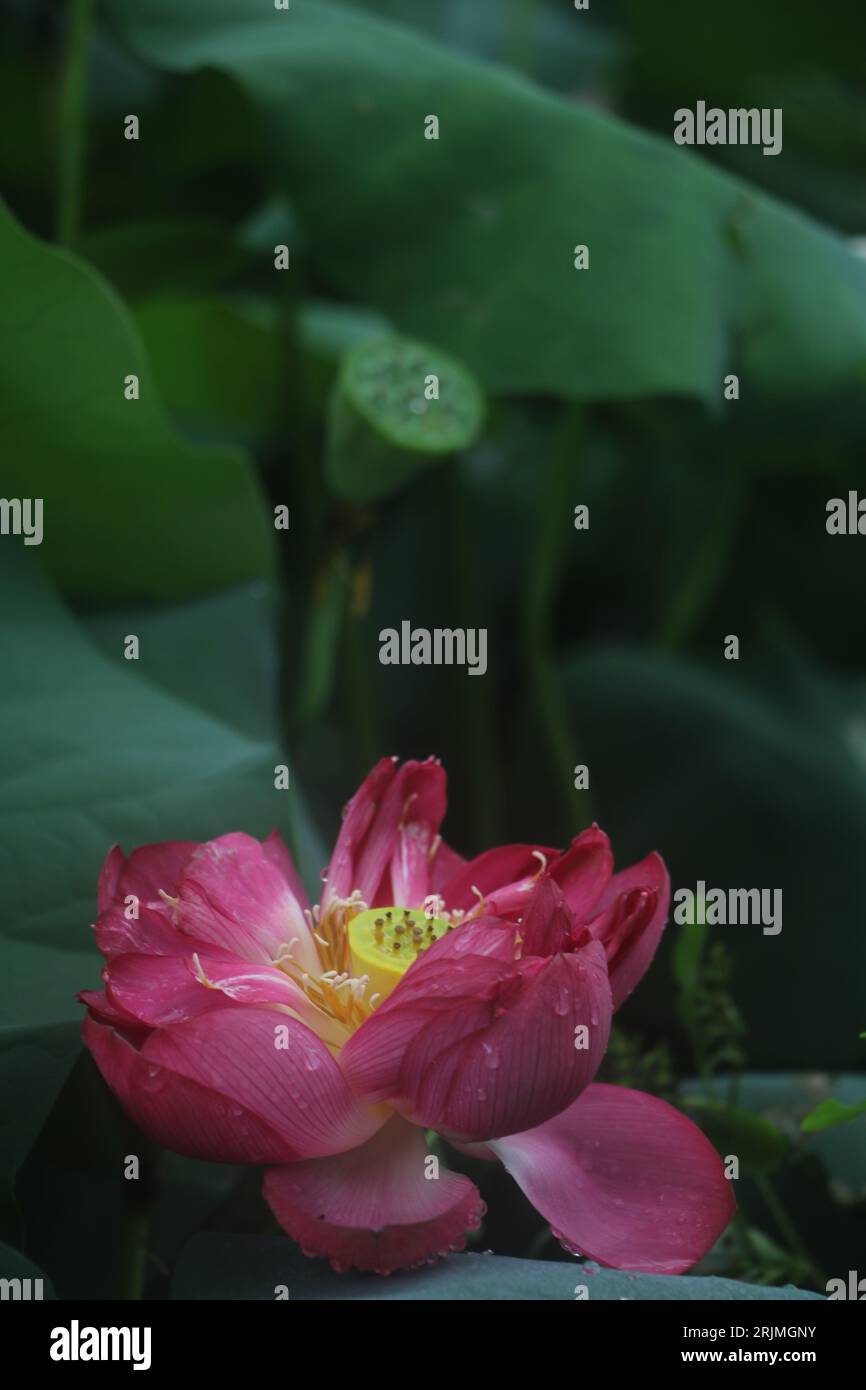 A close-up of a vibrant pink Nut-bearing lotus (Nelumbo nucifera ...