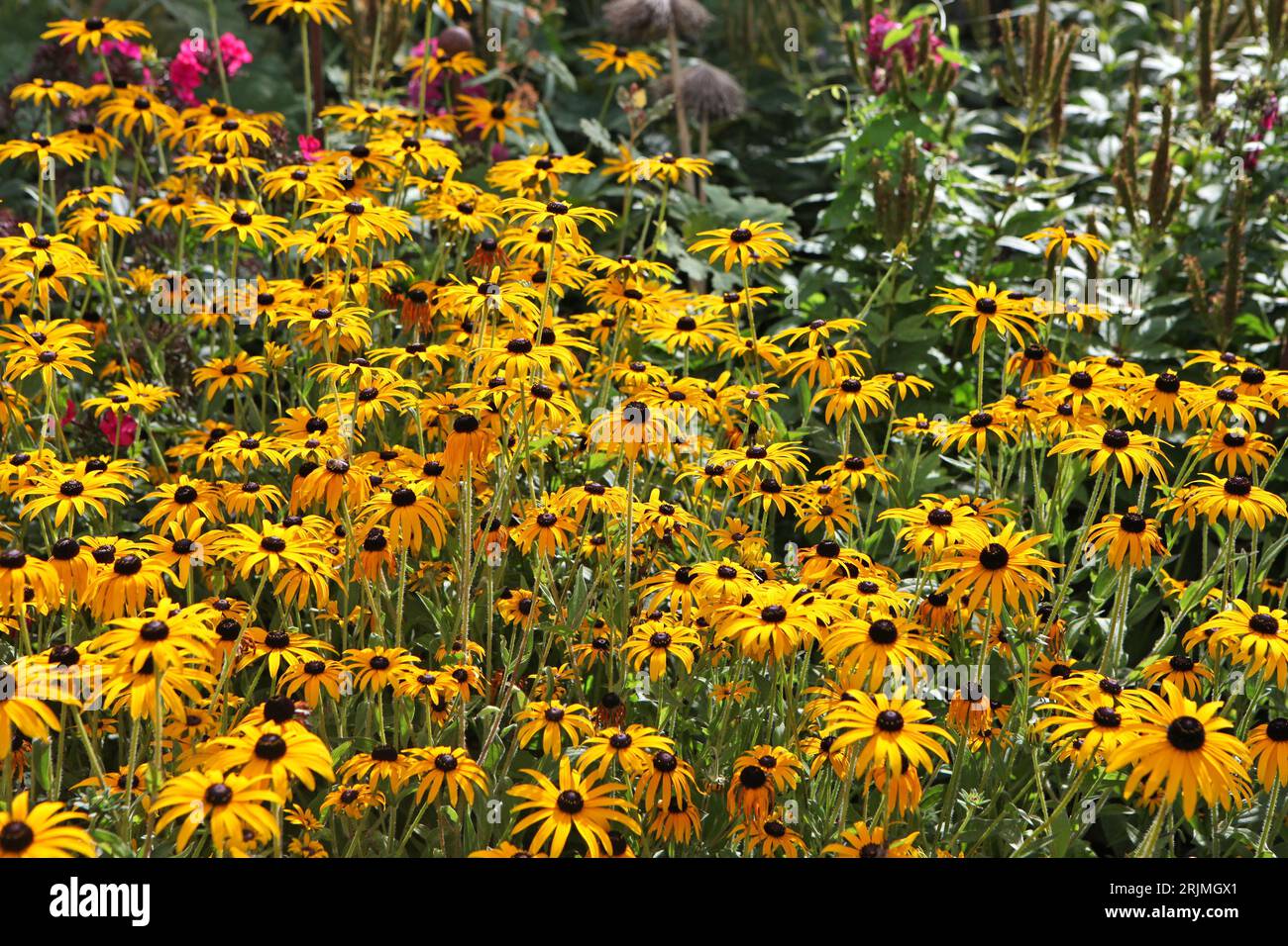 Yellow Rudbeckia 'GoldsturmÕ, also known as Black eyed Susan, Gloriosa ...