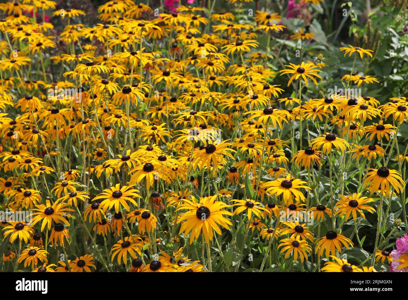 Yellow Rudbeckia 'GoldsturmÕ, also known as Black eyed Susan, Gloriosa ...