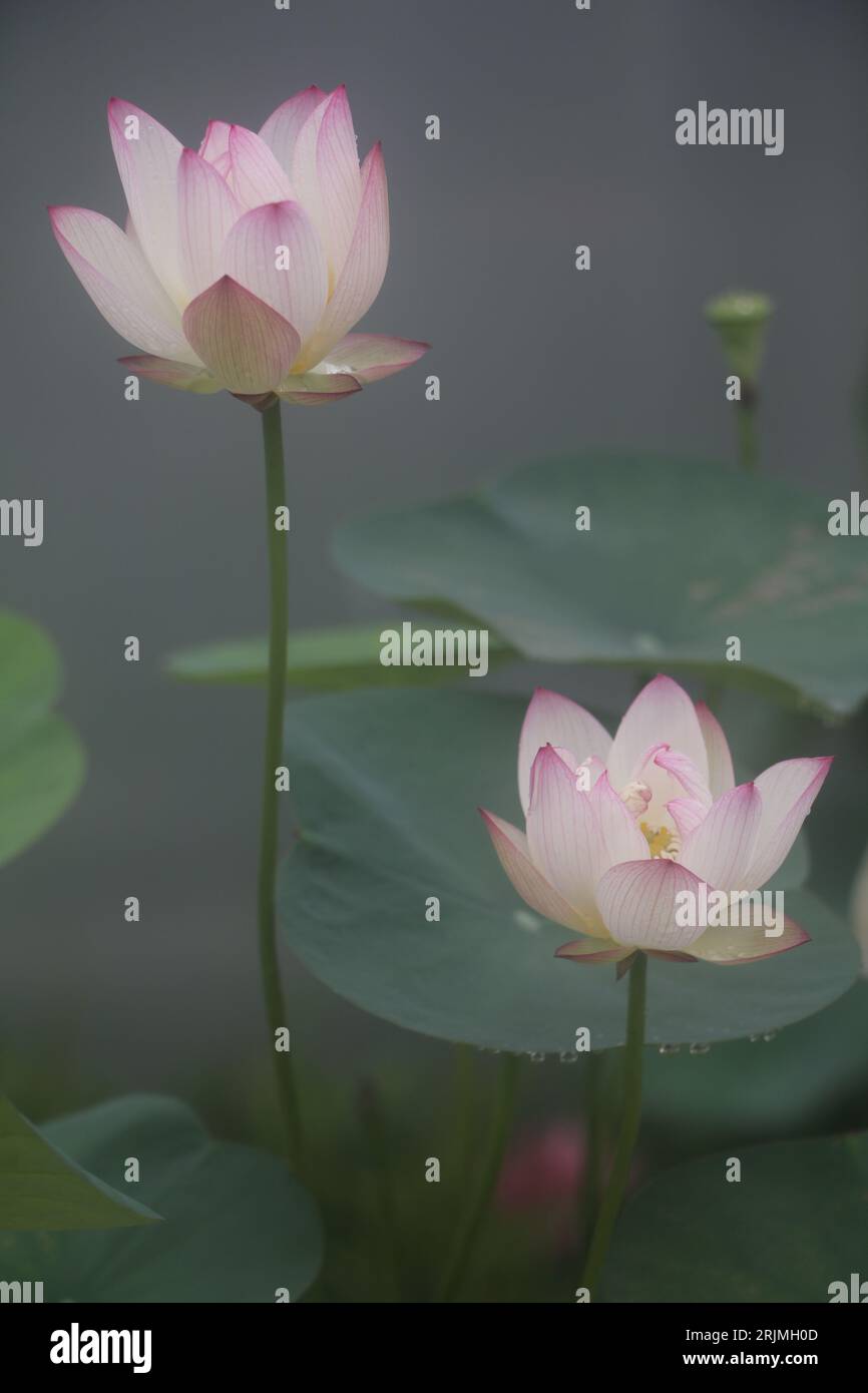 A close-up of a vibrant pink Nut-bearing lotus (Nelumbo nucifera ...