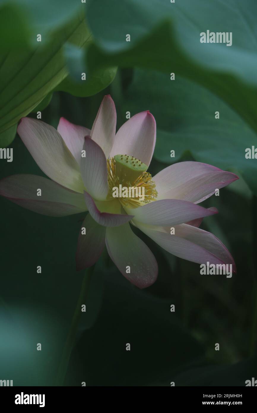 A close-up of a vibrant pink Nut-bearing lotus (Nelumbo nucifera ...