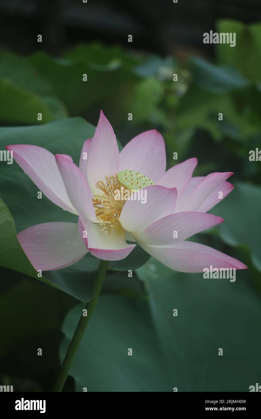 A close-up of a vibrant pink Nut-bearing lotus (Nelumbo nucifera ...