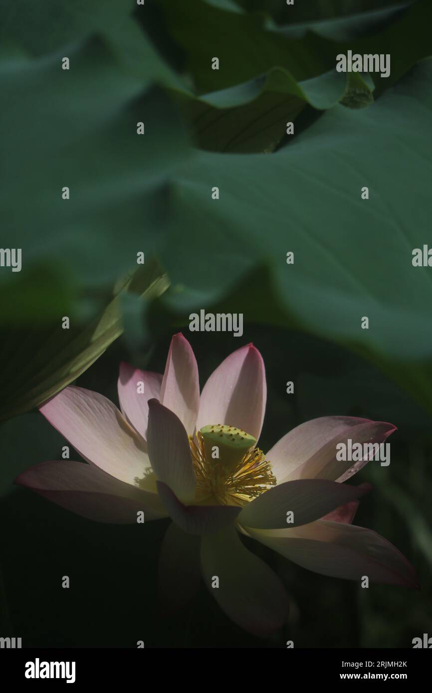 A close-up of a vibrant pink Nut-bearing lotus (Nelumbo nucifera ...