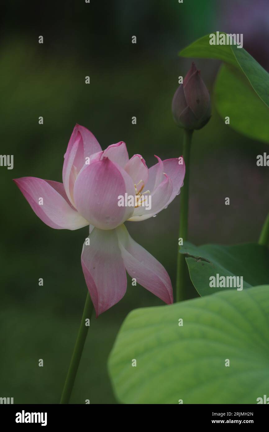A close-up of a vibrant pink Nut-bearing lotus (Nelumbo nucifera ...