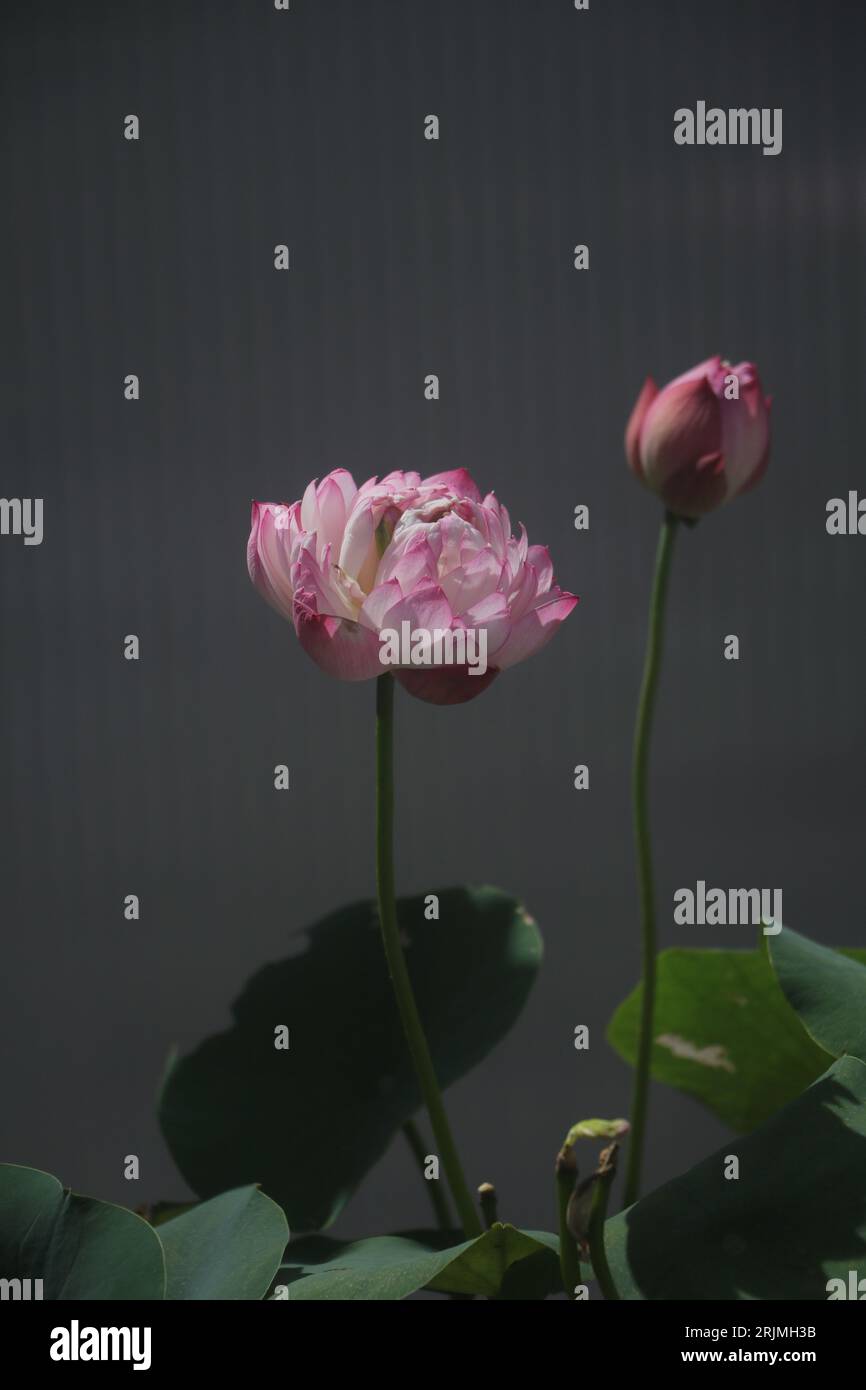 A close-up of a vibrant pink Nut-bearing lotus (Nelumbo nucifera ...