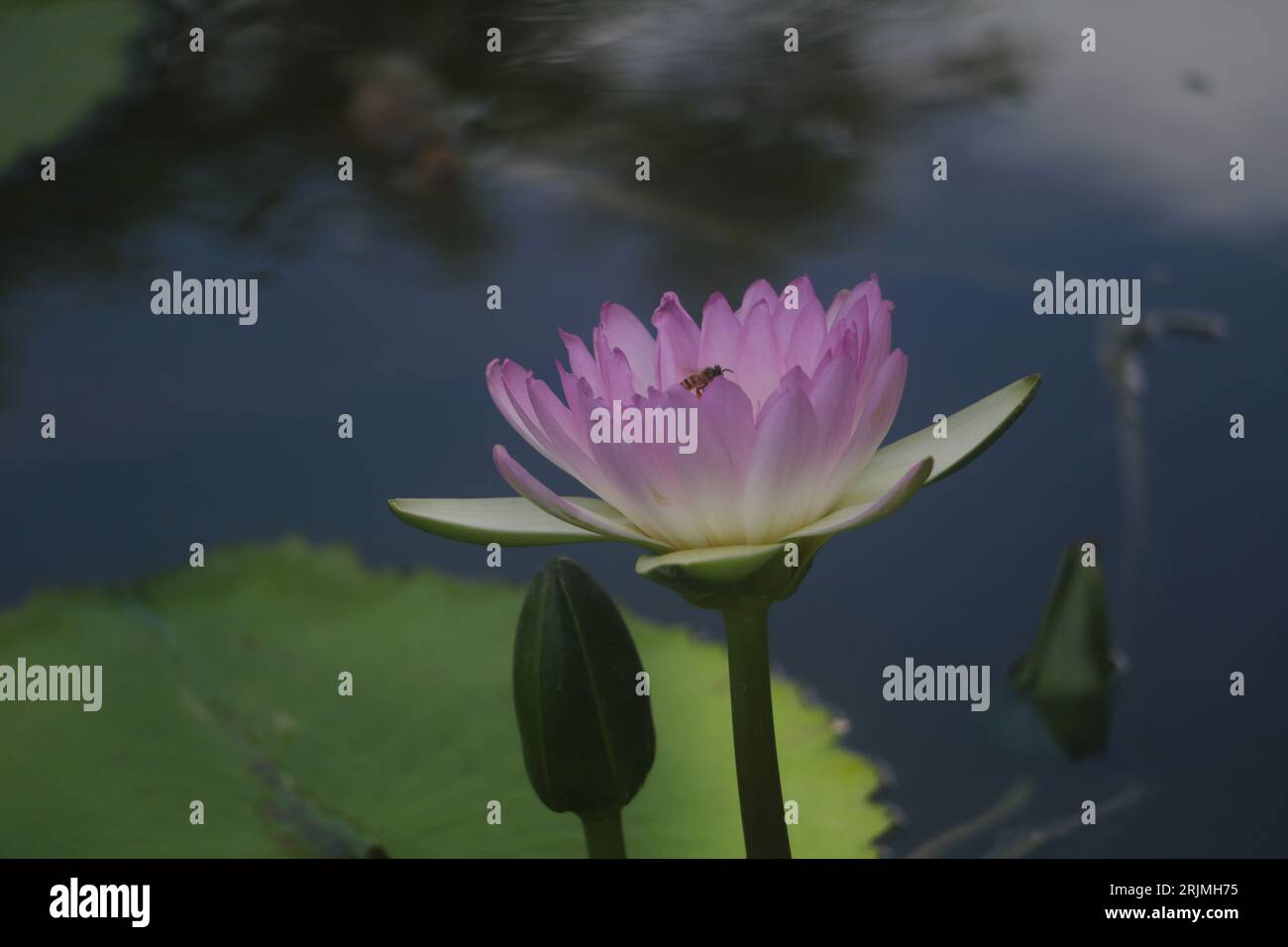 A close-up of a vibrant Nut-bearing lotus (Nelumbo nucifera) flower ...
