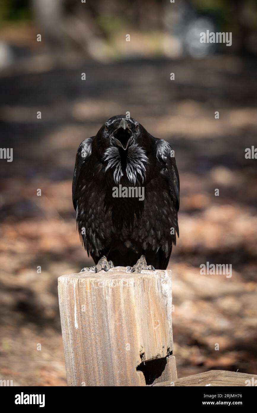 A common raven with its mouth open standing on a wooden post Stock ...