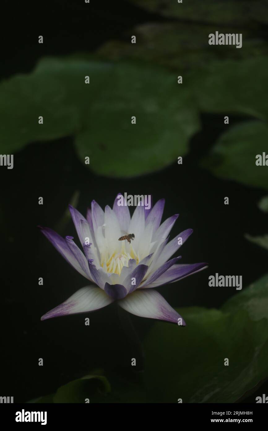 A close-up of a vibrant Nut-bearing lotus (Nelumbo nucifera) flower ...