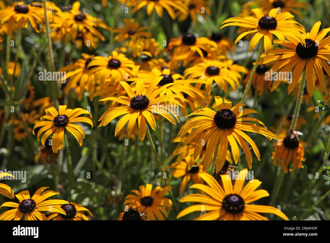 Yellow Rudbeckia 'GoldsturmÕ, also known as Black eyed Susan, Gloriosa ...