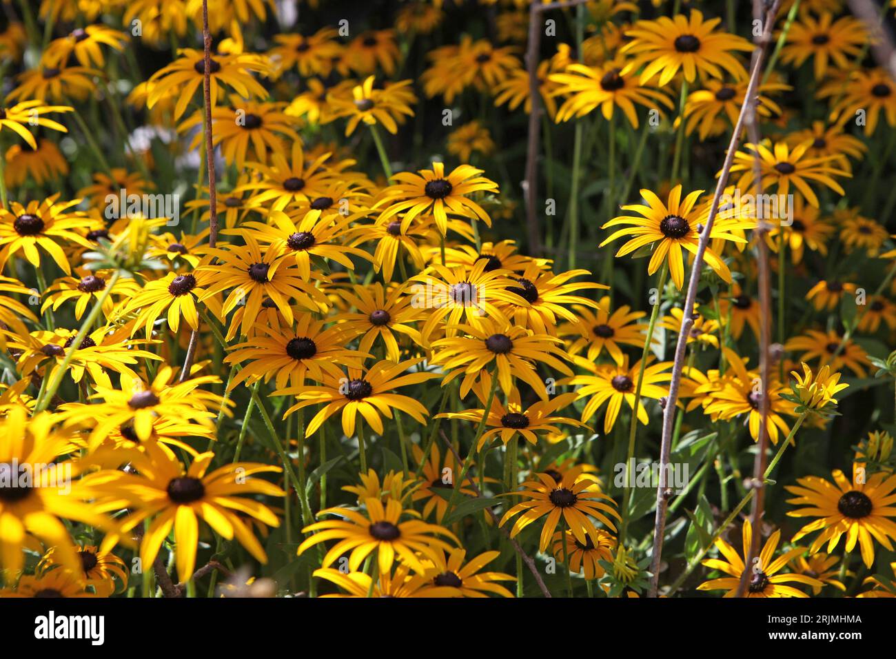 Yellow Rudbeckia 'GoldsturmÕ, also known as Black eyed Susan, Gloriosa ...