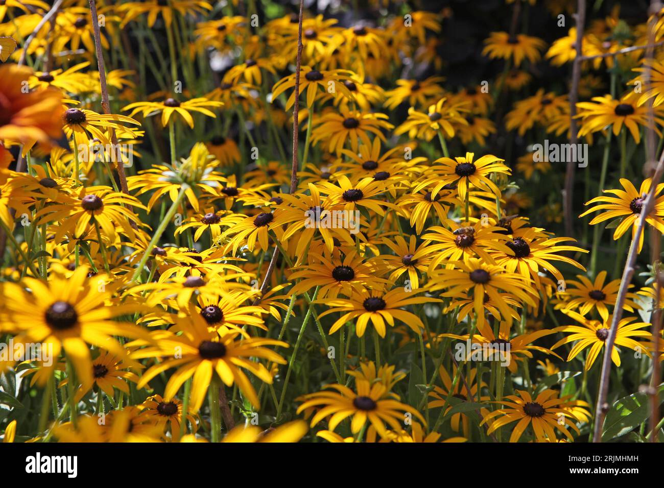 Yellow Rudbeckia 'GoldsturmÕ, also known as Black eyed Susan, Gloriosa ...