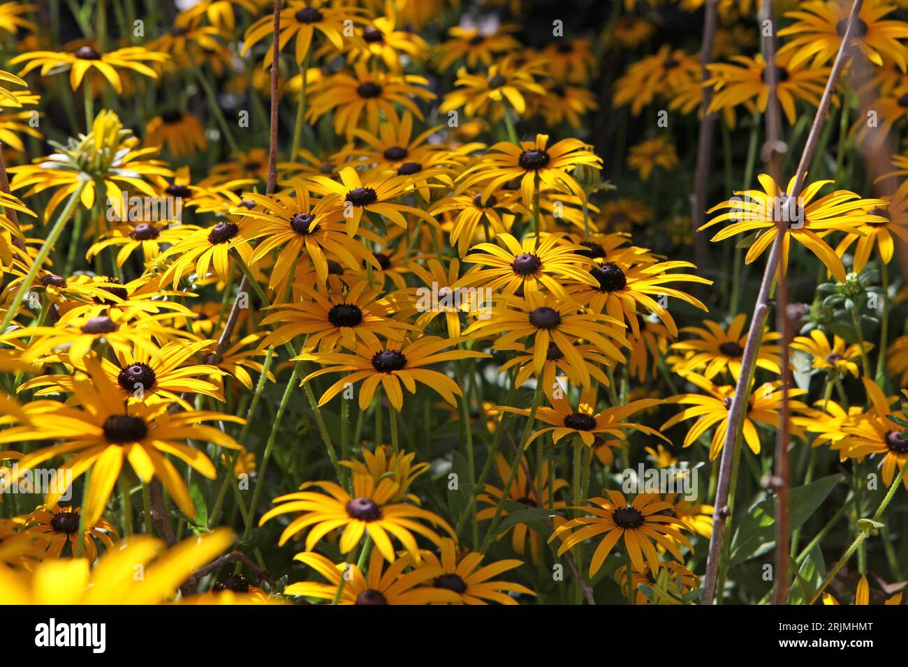Yellow Rudbeckia 'GoldsturmÕ, also known as Black eyed Susan, Gloriosa ...