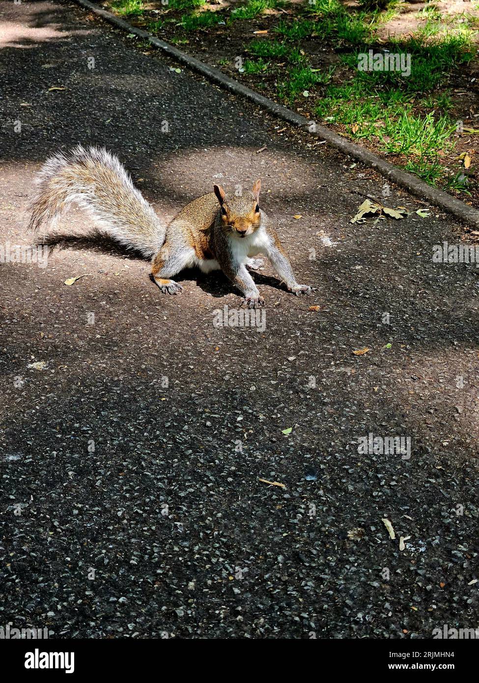 Furry bushy tail hi-res stock photography and images - Alamy