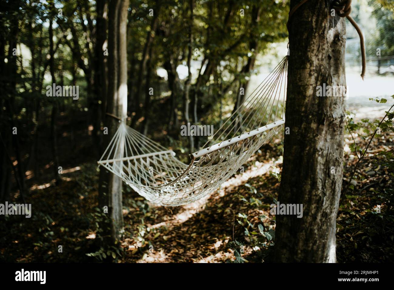 Hammock suspended between two hi-res stock photography and images - Alamy