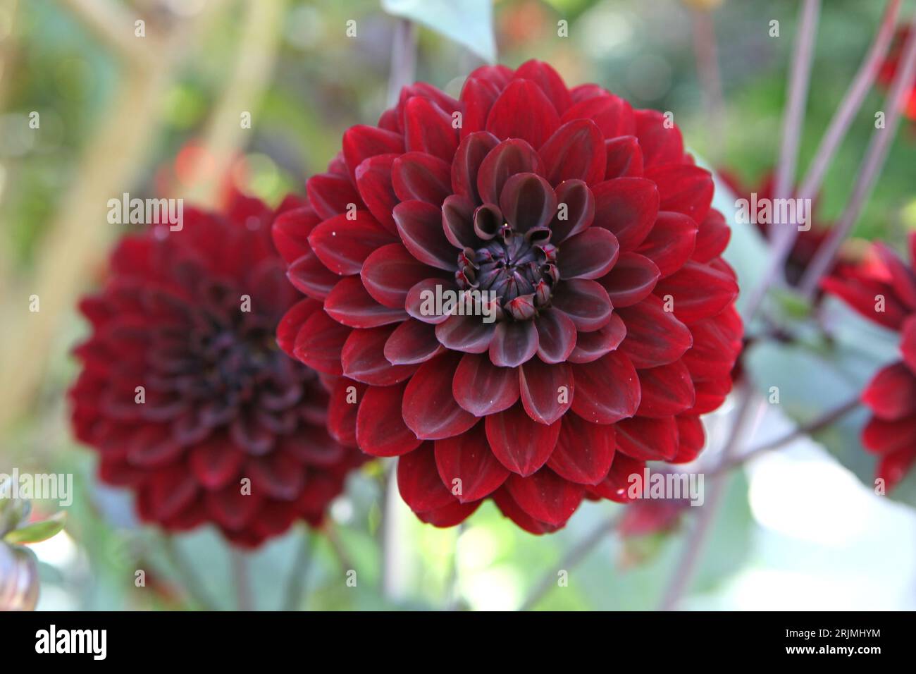 Maroon red decorative Dahlia 'Karma Choc' in flower Stock Photo - Alamy