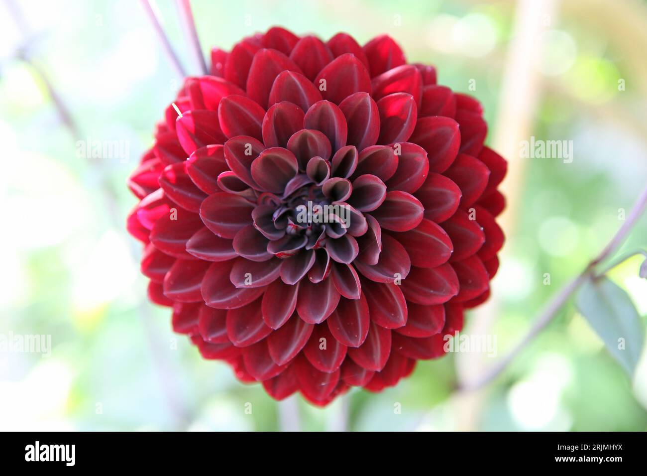Maroon red decorative Dahlia 'Karma Choc' in flower Stock Photo - Alamy