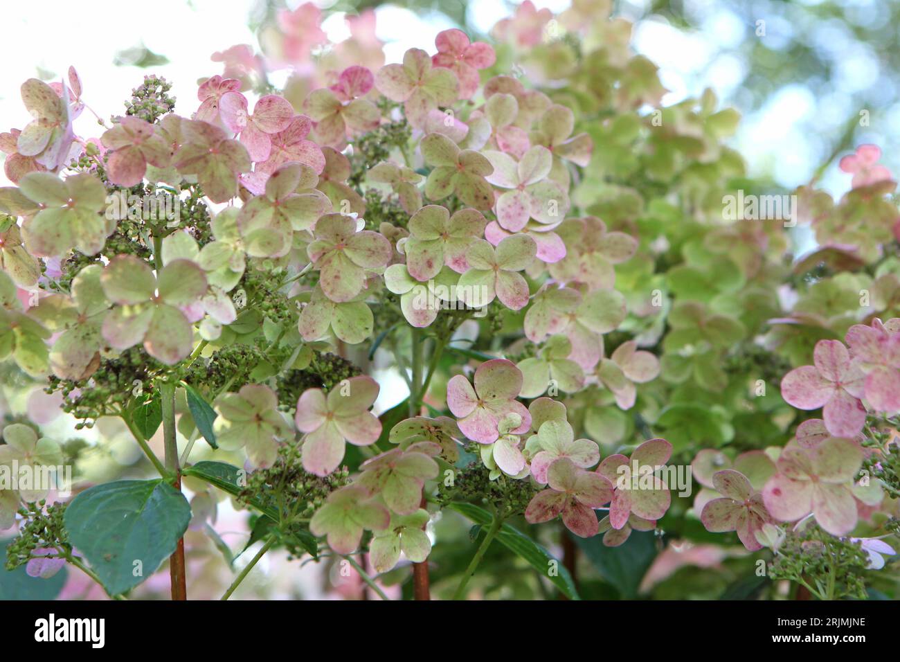 Green and pink Hydrangea paniculata, or panicled hydrangea 'Early ...