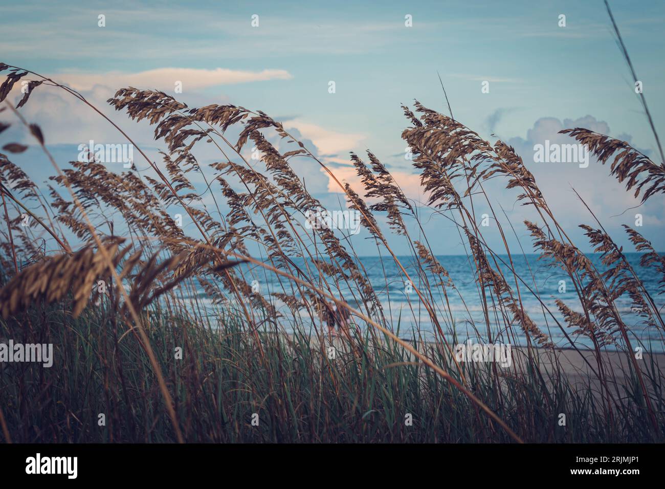 A scenic view of a natural beach landscape featuring tall sea oats ...