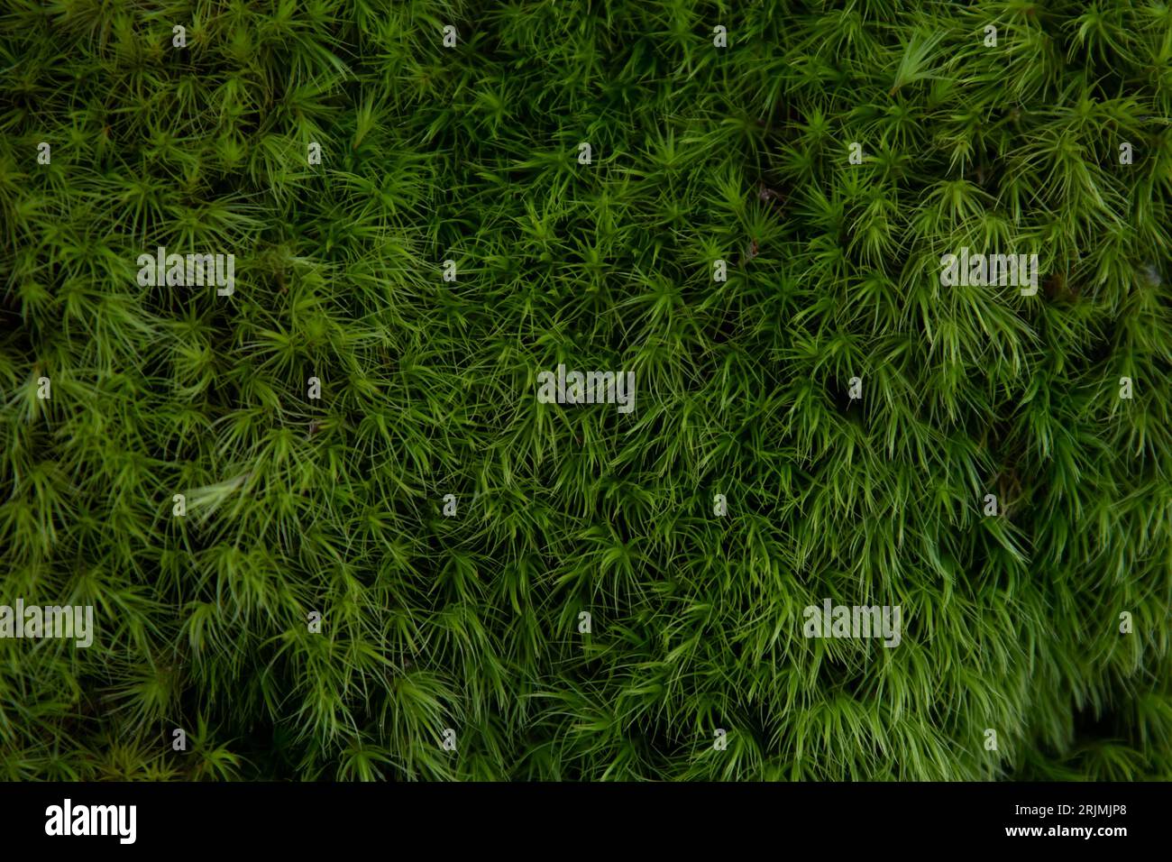 An overhead view of a lush green carpet of moss Stock Photo - Alamy