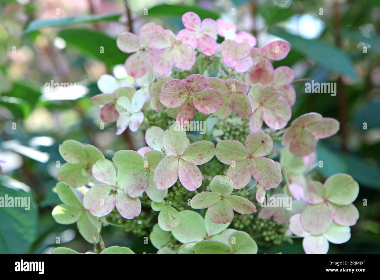 Green and pink Hydrangea paniculata, or panicled hydrangea 'Early ...