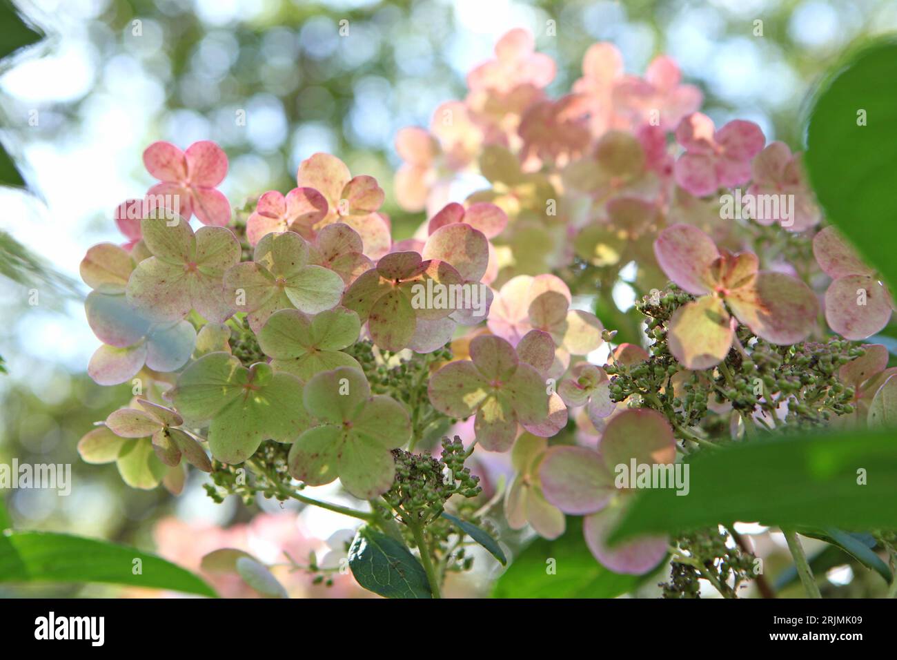 Green and pink Hydrangea paniculata, or panicled hydrangea 'Early ...