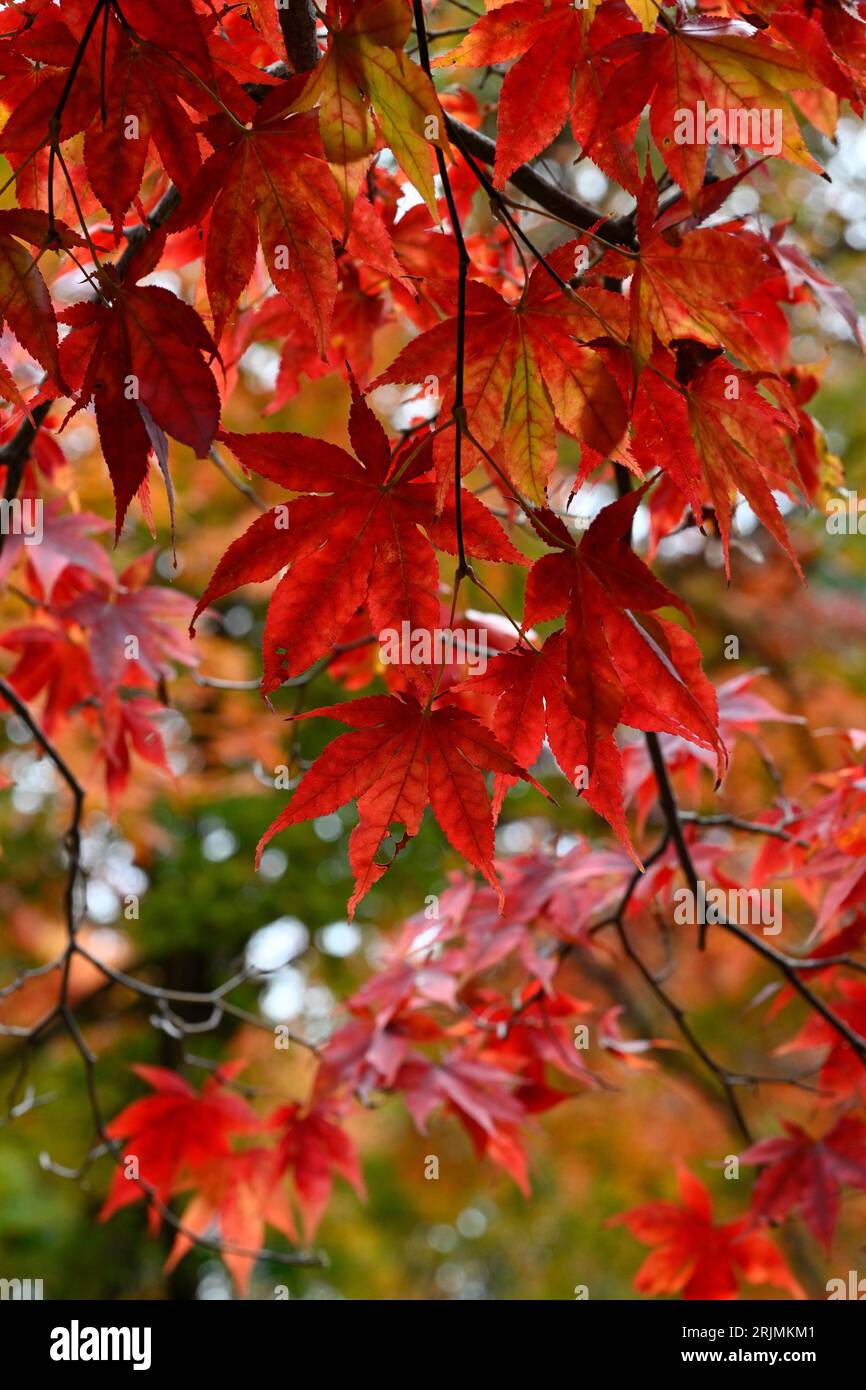 Moss temple hi-res stock photography and images - Alamy