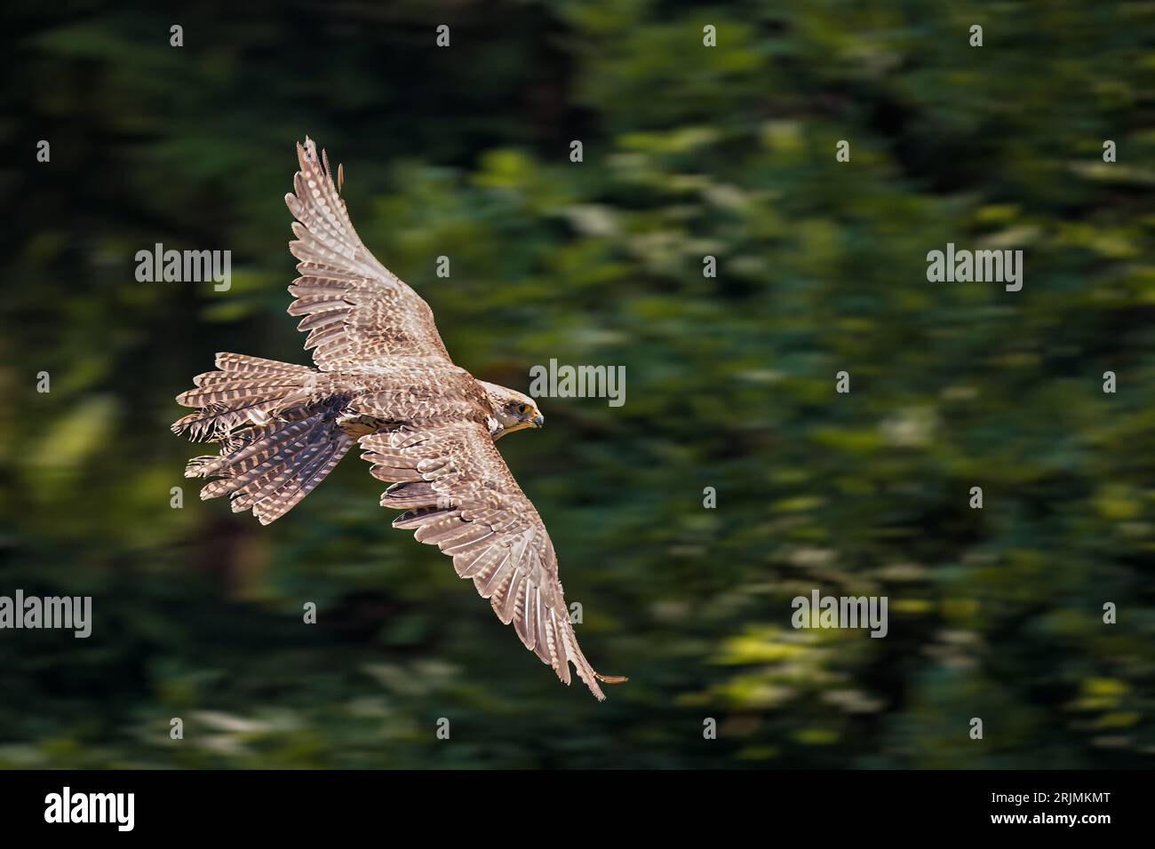 A closeup of a majestic Gyrfalcon in flight in a lush green on a sunny ...