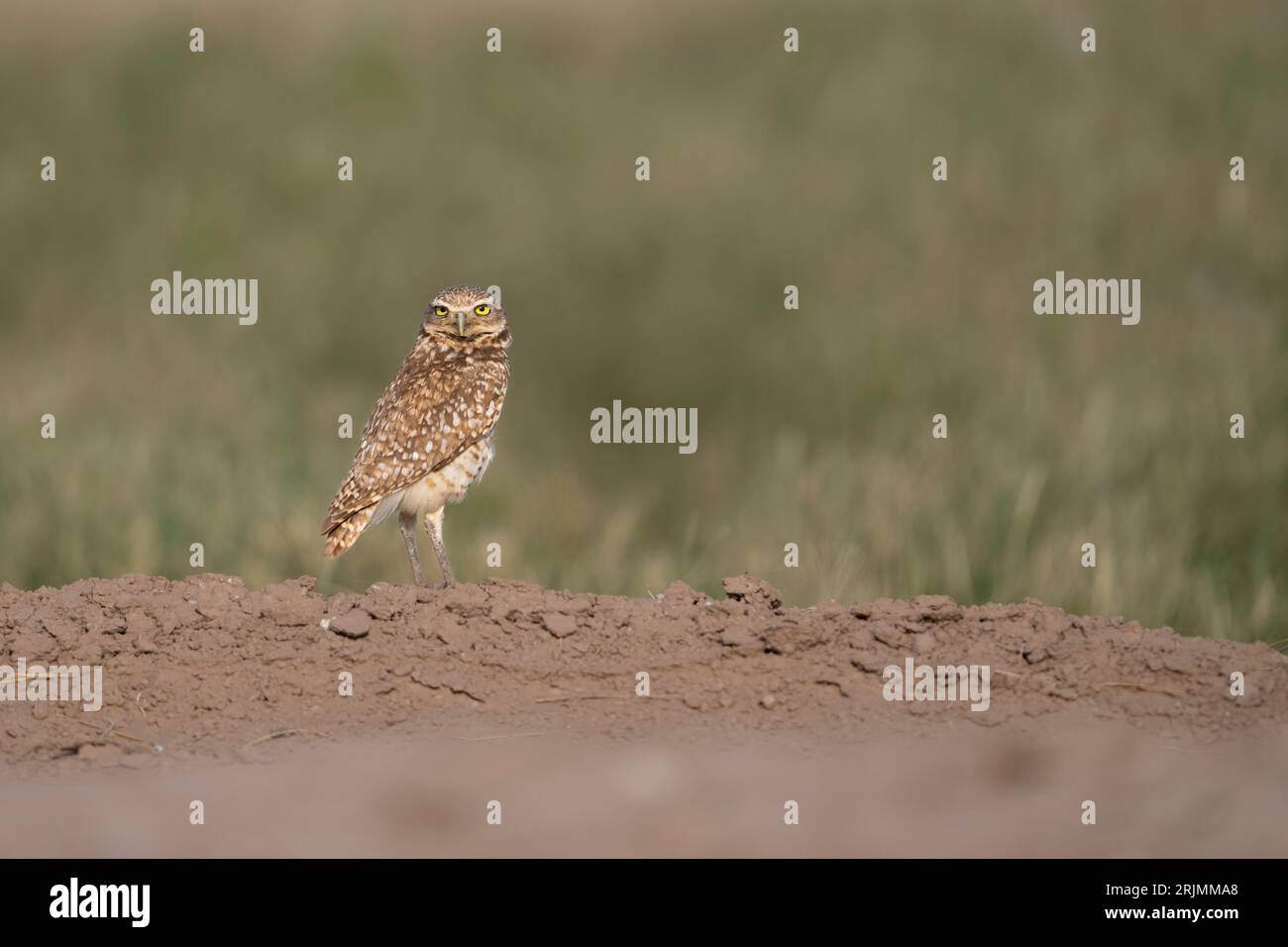 An adorable owl perched atop a dirt mound in a natural outdoor ...