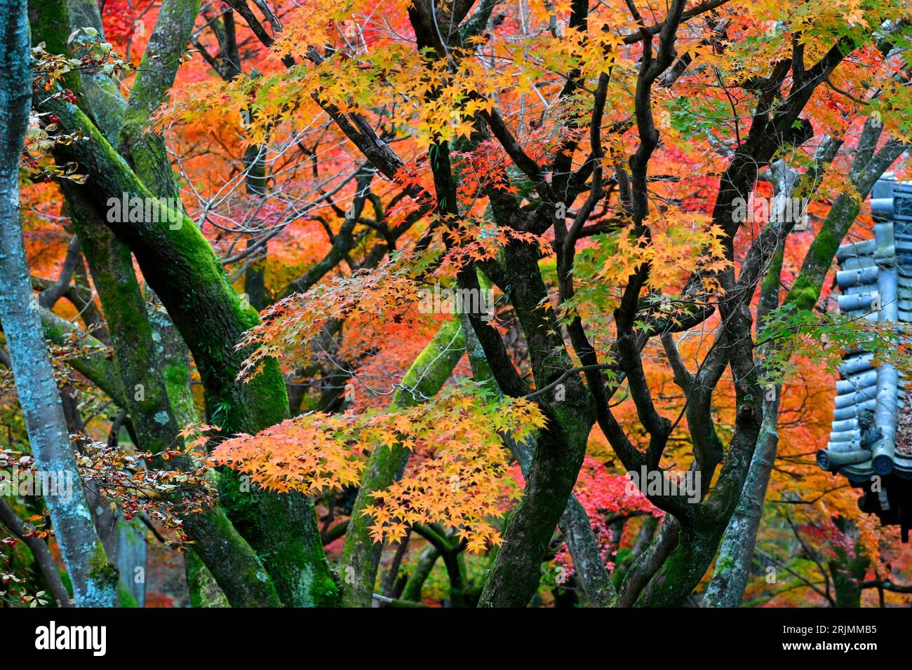 Shinnyo-do Buddhist temple,Kyoto,Japan Stock Photo - Alamy Shinnyo-do Buddhist temple,Kyoto,Japan Stock Photo - Alamy