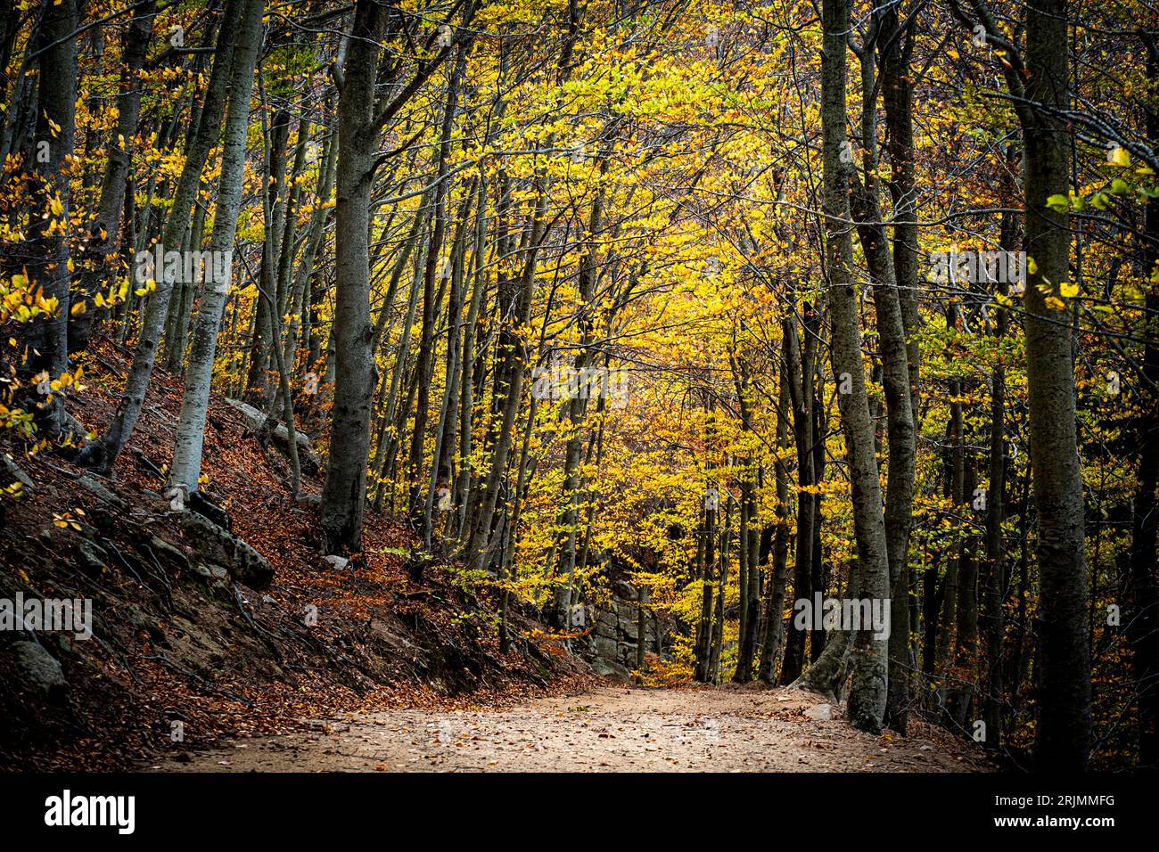 Autumn landscape in the natural park of Montseny in the province of ...