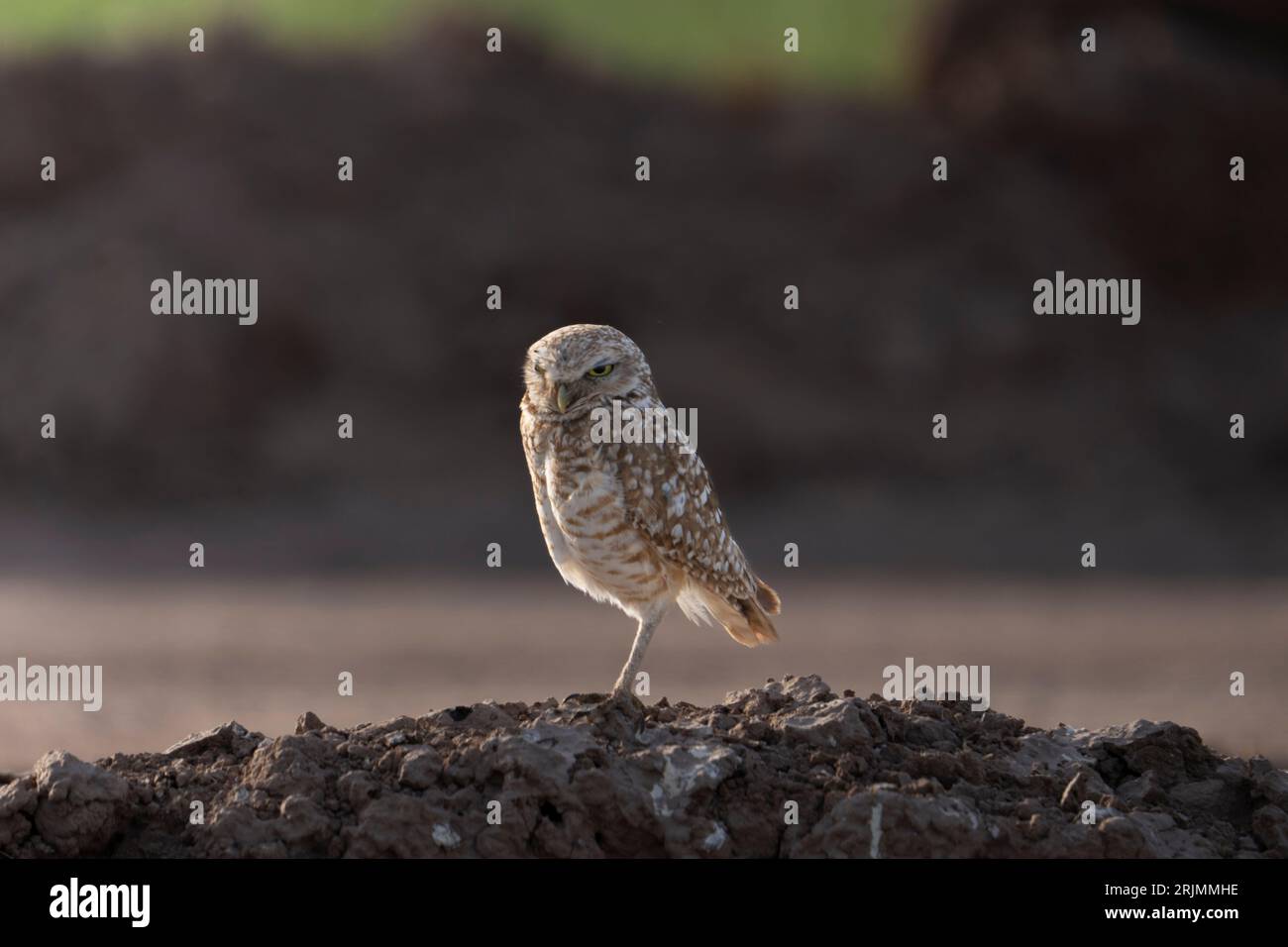 An adorable owl perched atop a dirt mound in a natural outdoor ...