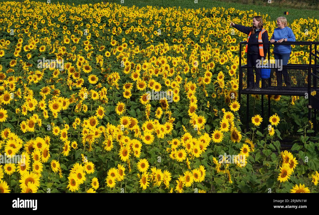 Alison laing hi-res stock photography and images - Alamy