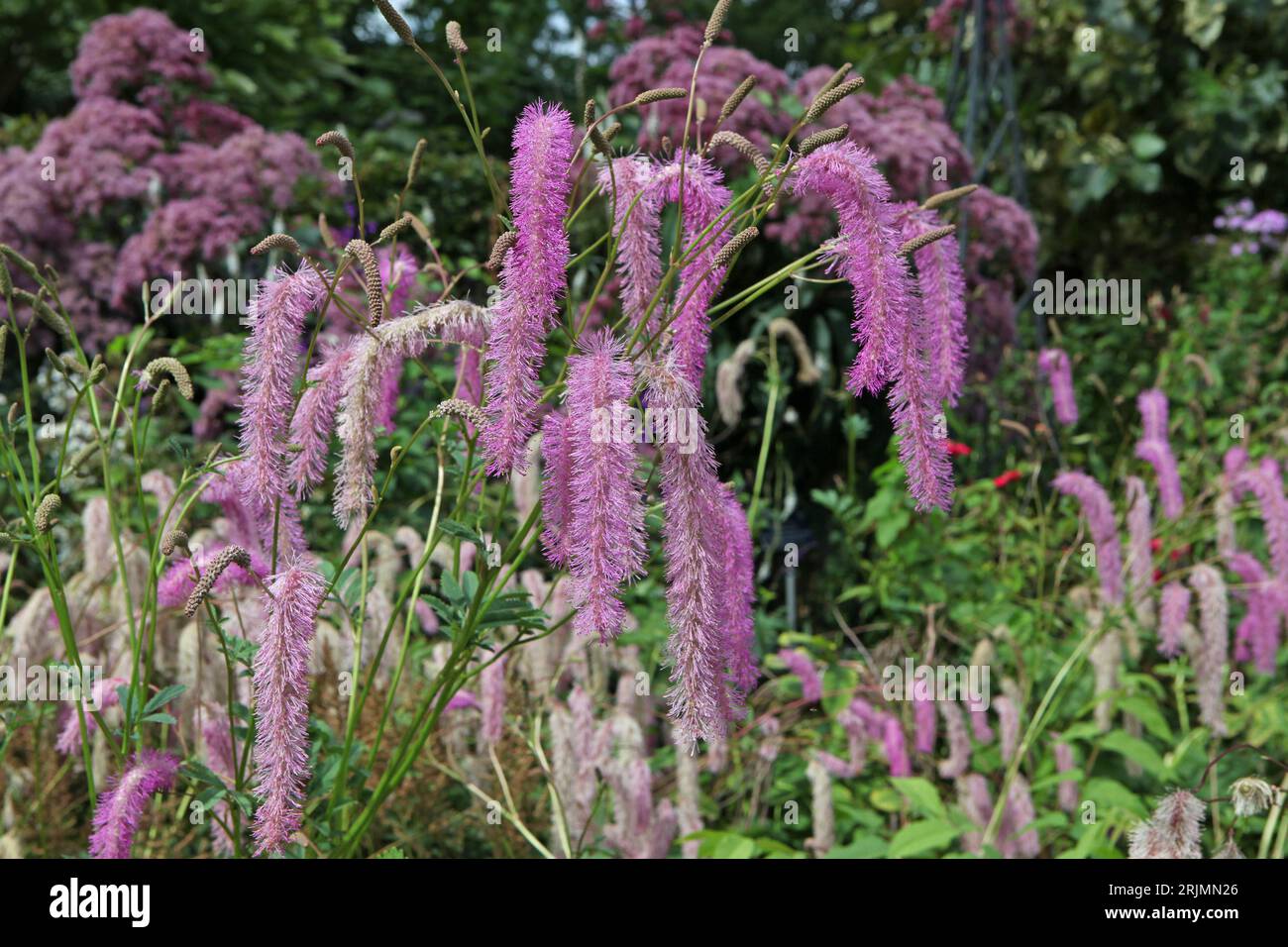 Purple Sanguisorba hakusanensis, also known as Korean Mountain Burnet ...