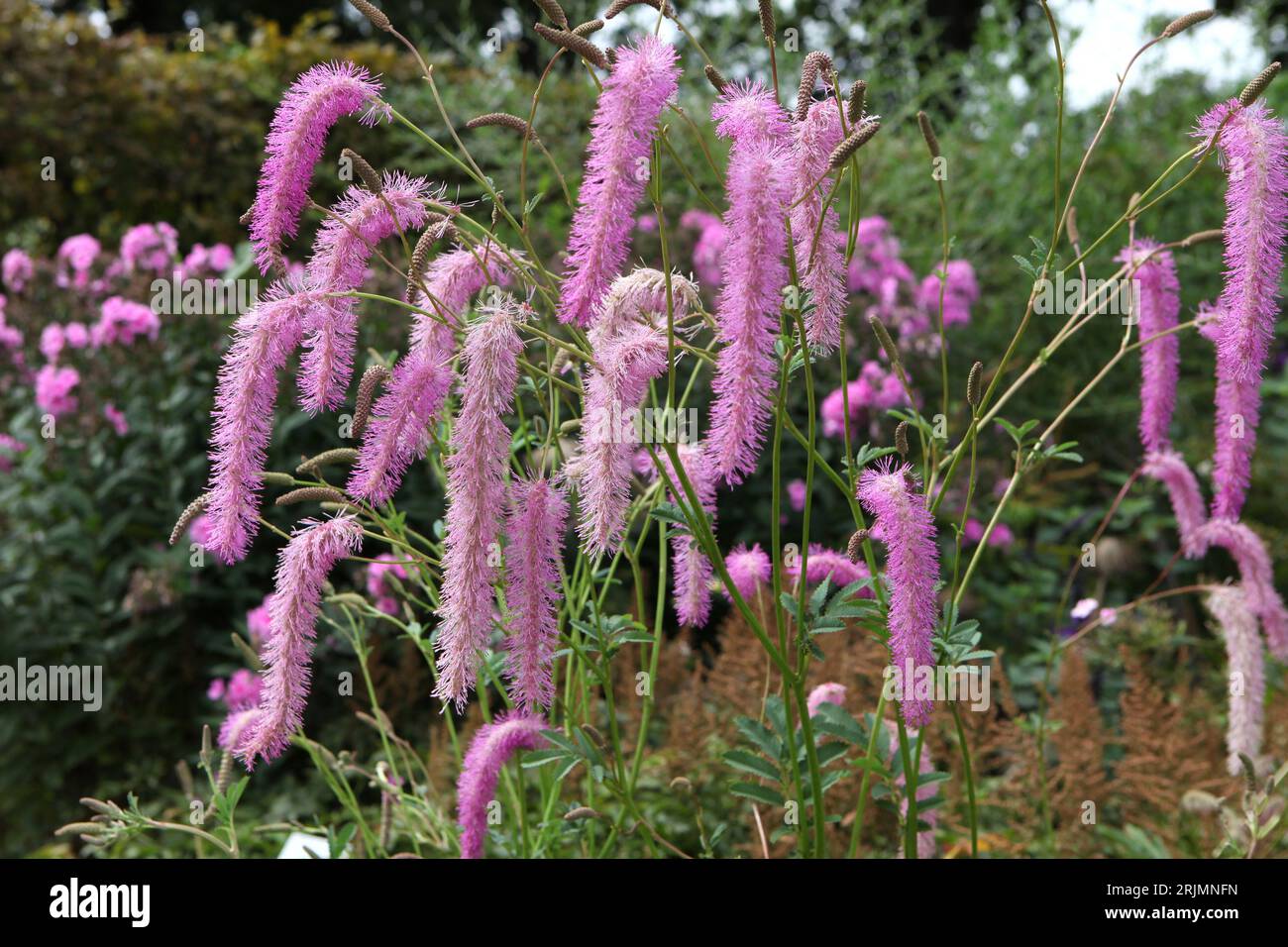 Purple Sanguisorba hakusanensis, also known as Korean Mountain Burnet ...