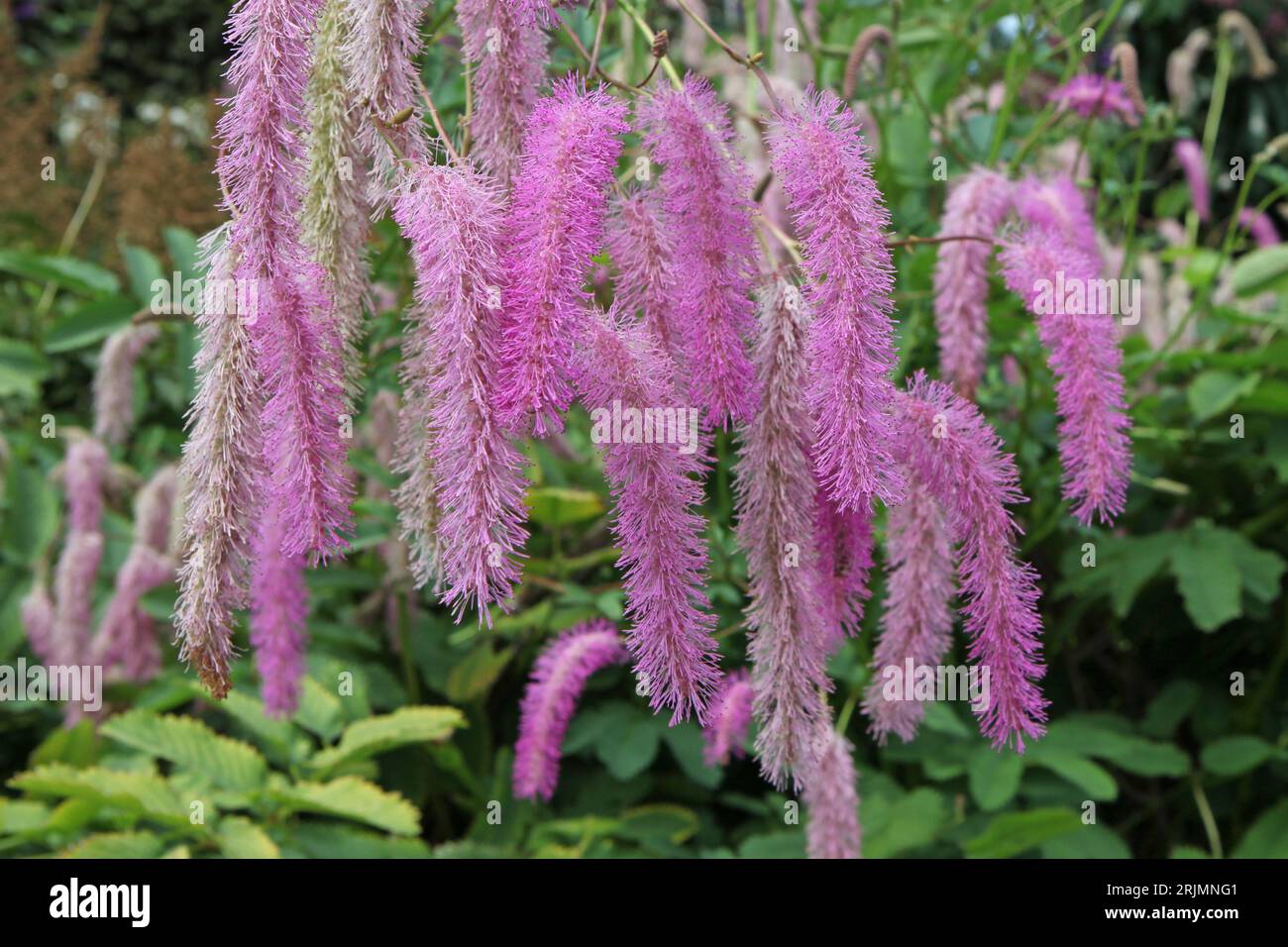 Purple Sanguisorba hakusanensis, also known as Korean Mountain Burnet ...