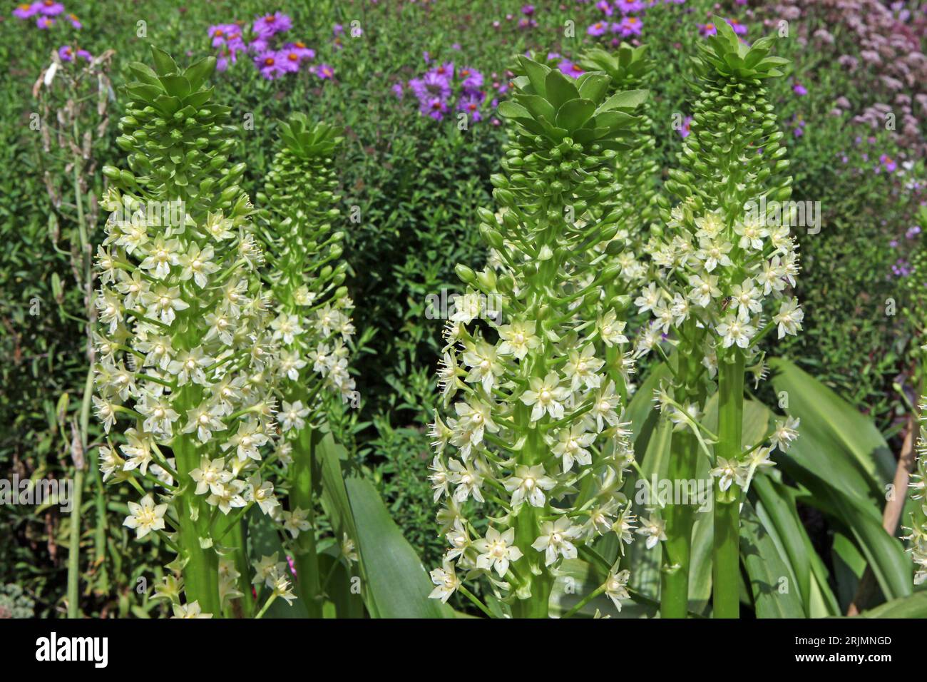 Eucomis pole evansii, or giant pineapple lily, White Goliath in flower ...