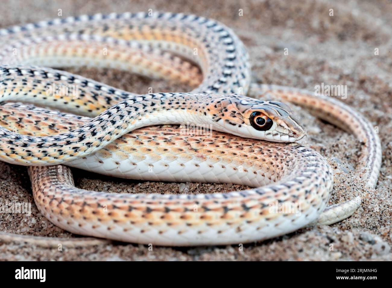 A Namib sand snake, a mildly venomous species from Namibia, Africa ...