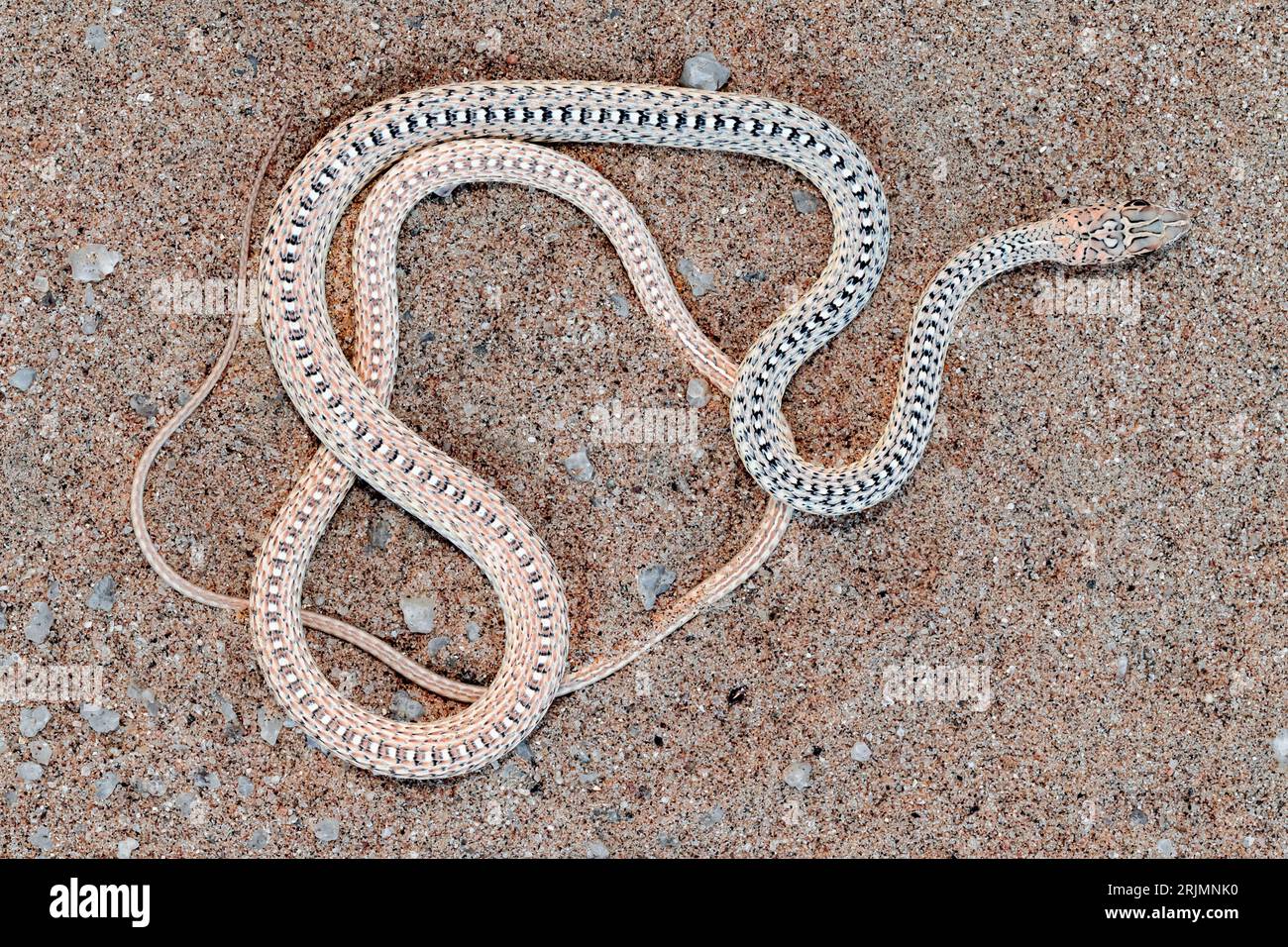 A Namib sand snake, a mildly venomous species from Namibia, Africa ...