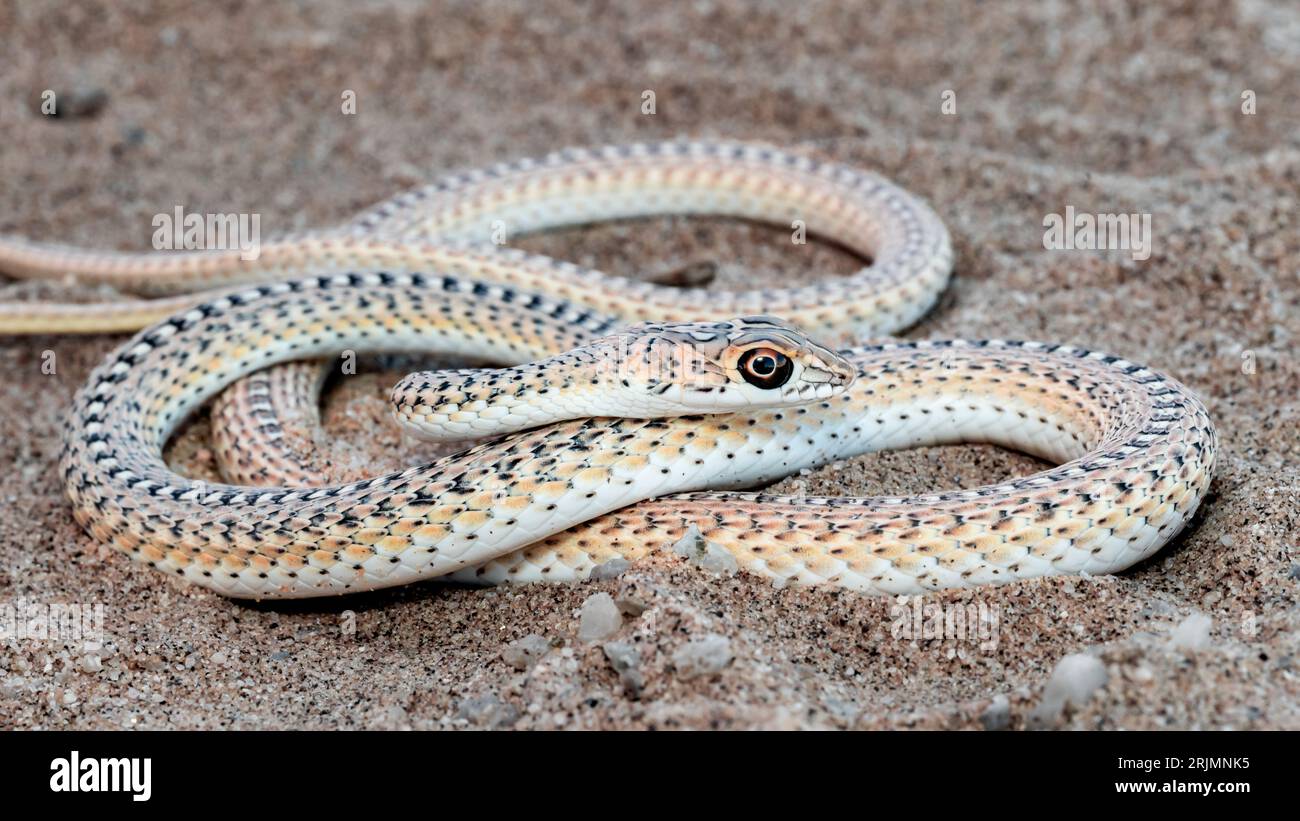 A Namib sand snake, a mildly venomous species from Namibia, Africa ...