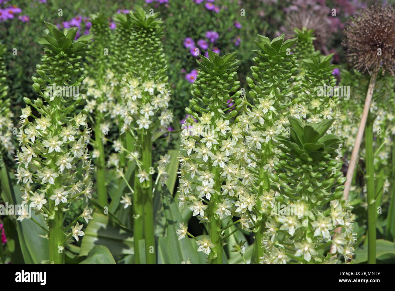 Eucomis pole evansii, or giant pineapple lily, White Goliath in flower ...
