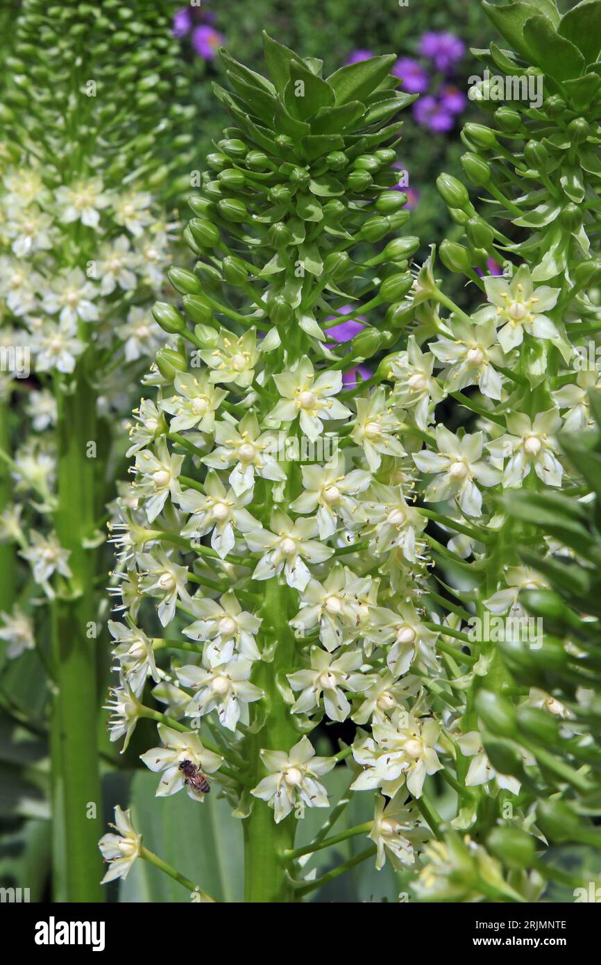 Eucomis pole evansii, or giant pineapple lily, White Goliath in flower ...