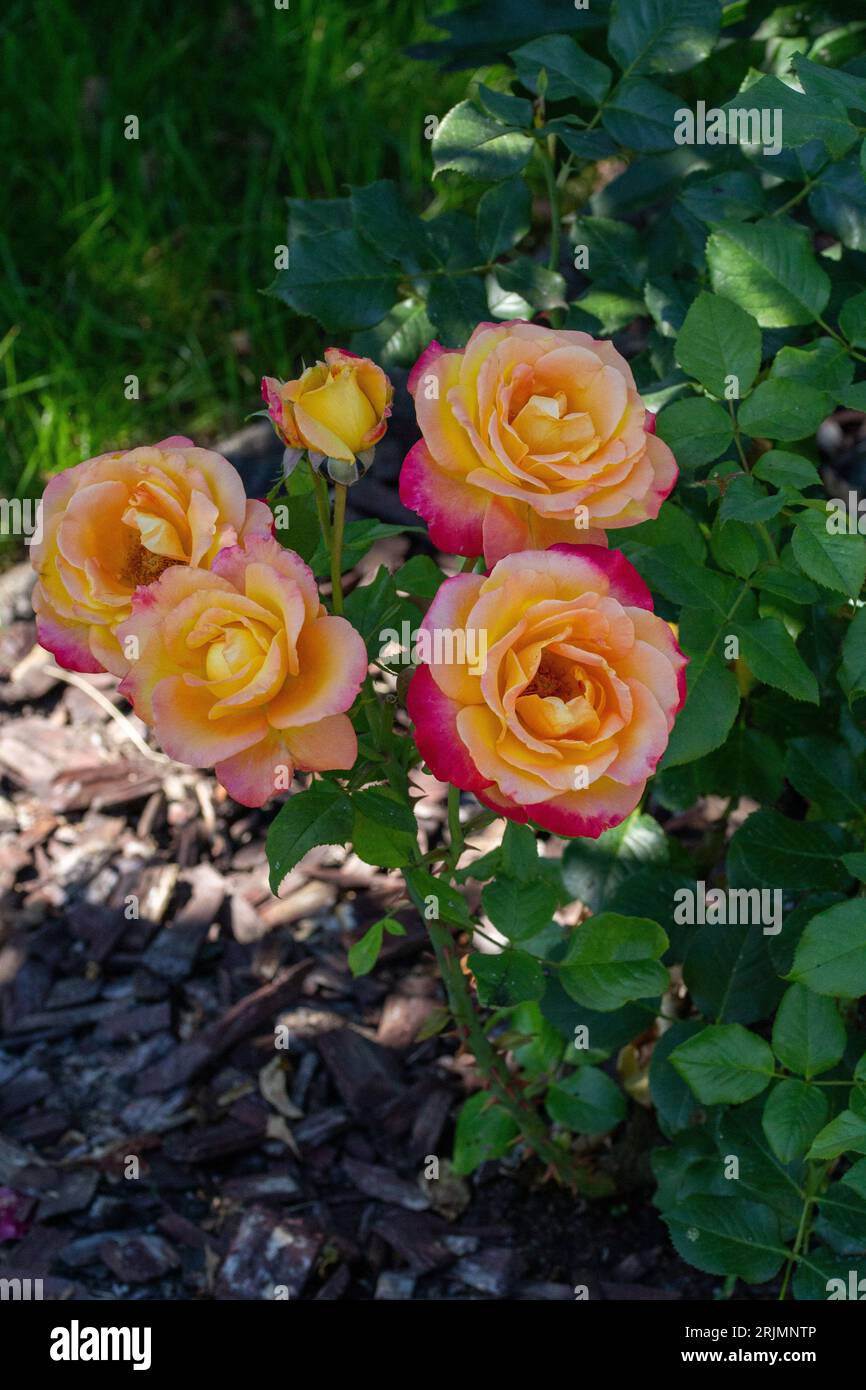 A bunch of Rose Pullman Orient Express. Beautiful reddish-yellow roses ...