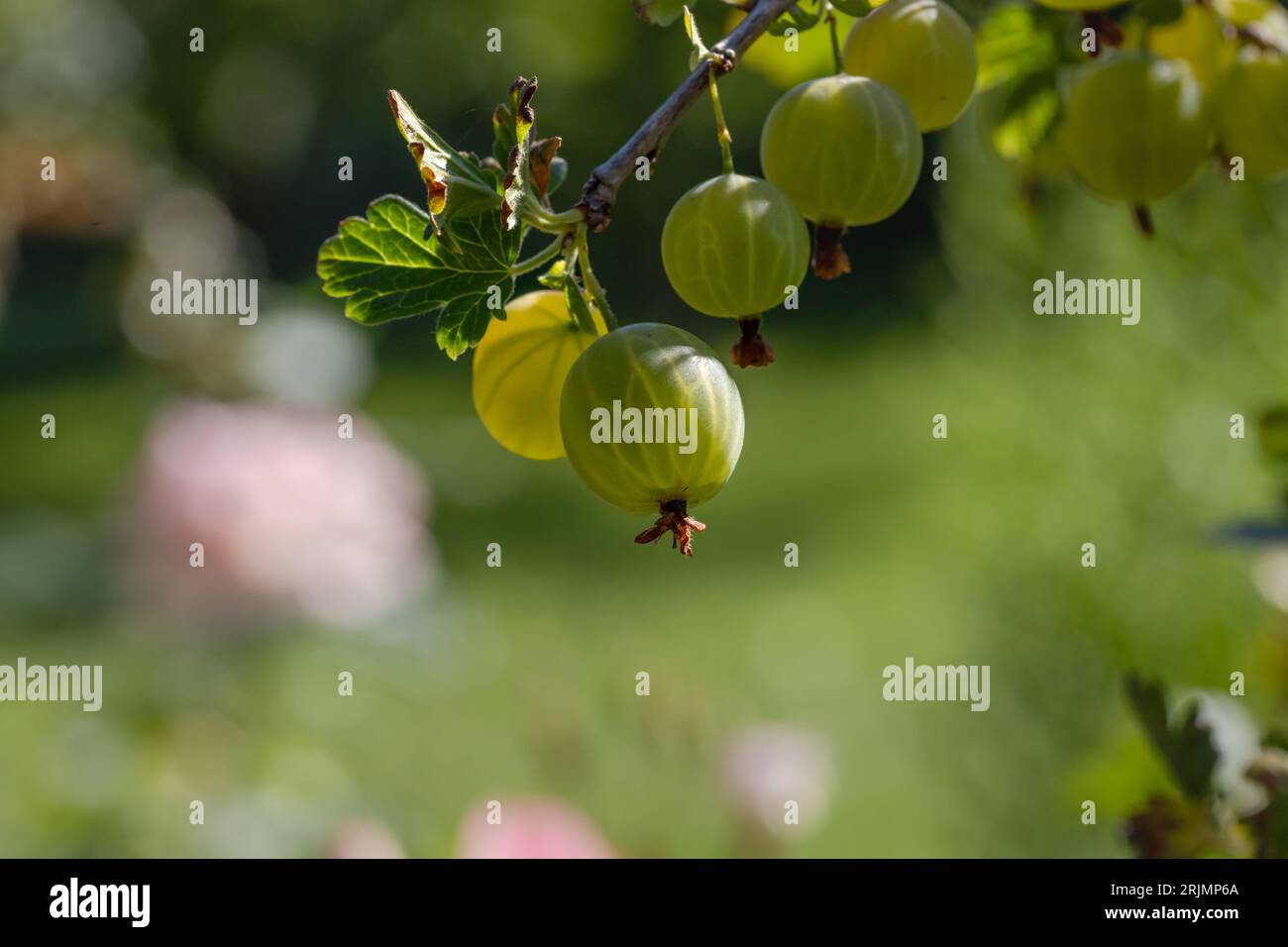 A close-up of fresh green gooseberries on a branch of gooseberry bush ...